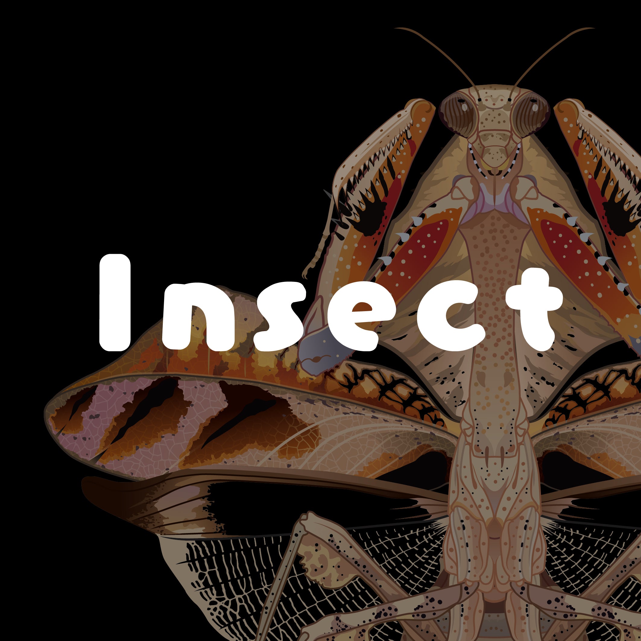 Insect – Nut Insect Nature Design